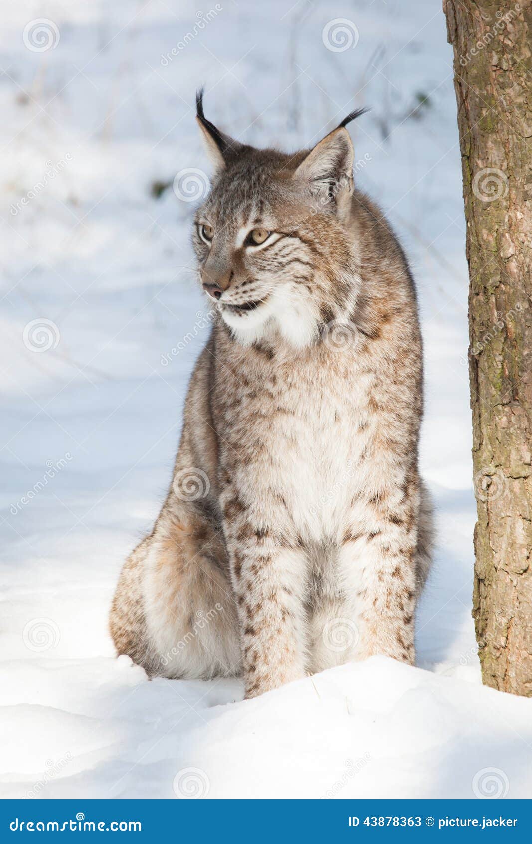 Lynx in snow stock image. Image of animal, grey, creature - 43878363