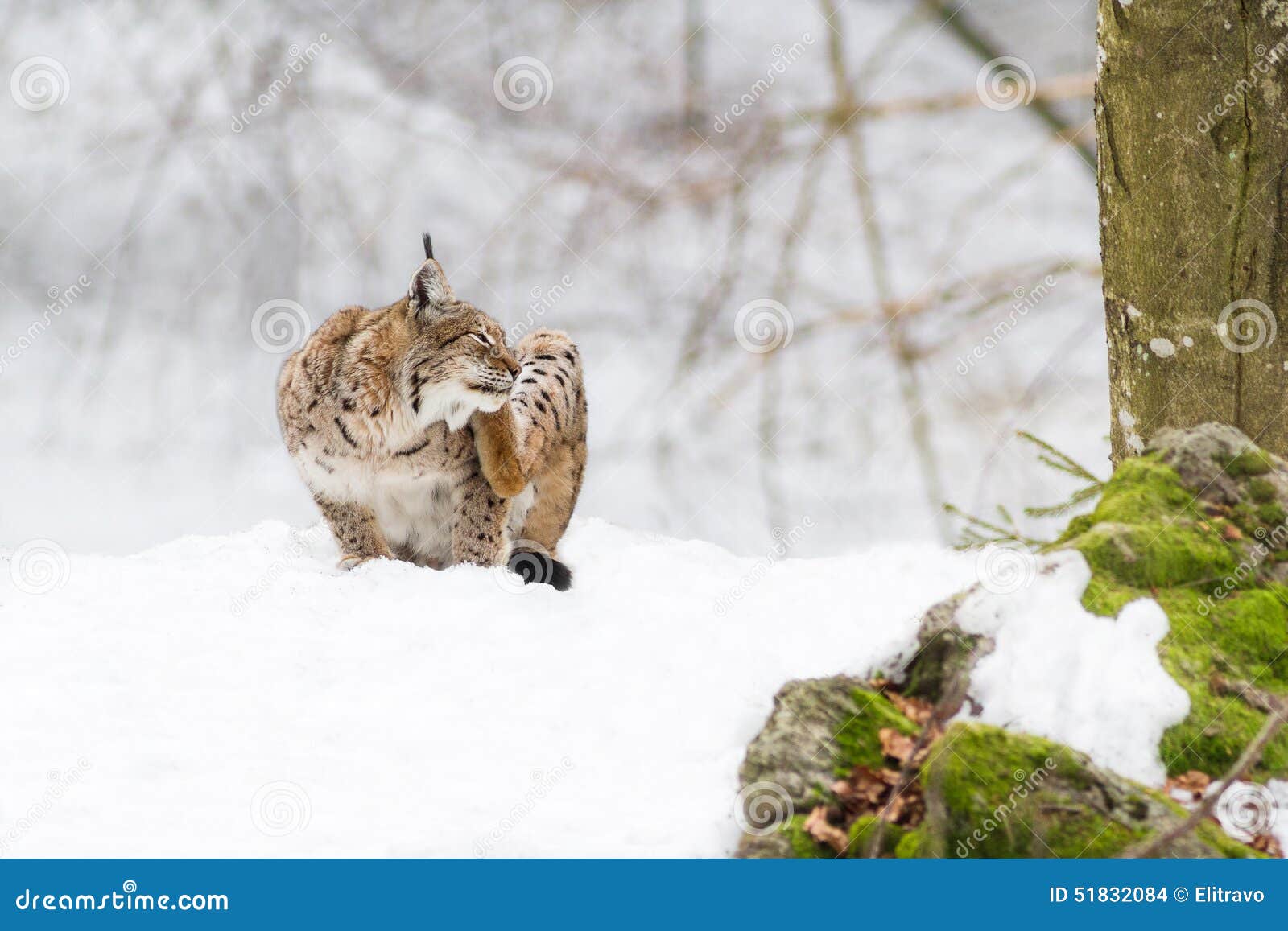 Lynx in the snow stock photo. Image of mammal, eurasian - 51832084
