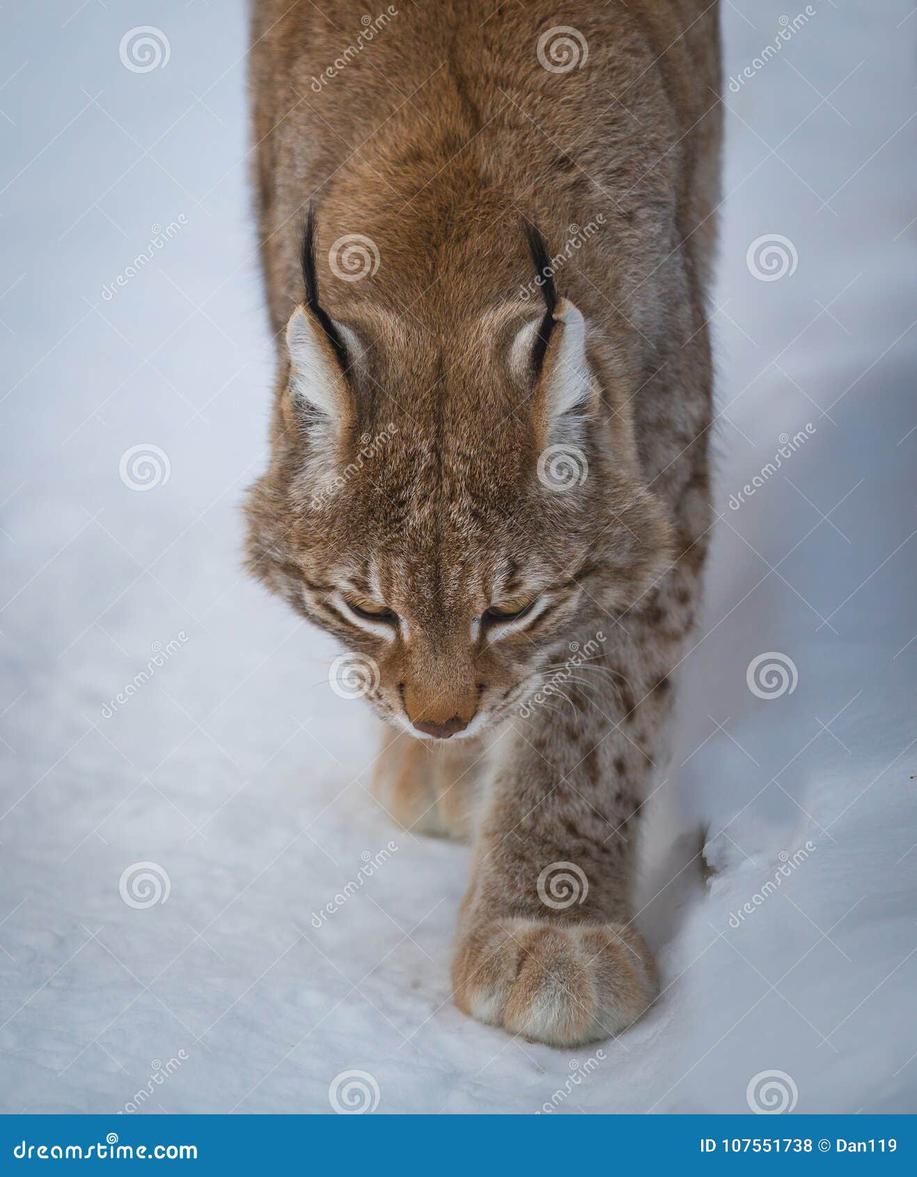 Lynx in snow winter forest stock photo. Image of lynx - 107551738