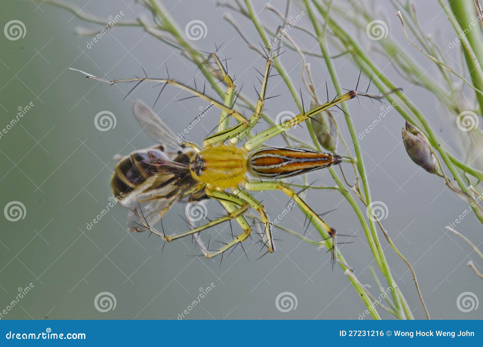 Lynx spider eating a bee stock photo. Image of legs, long - 27231216