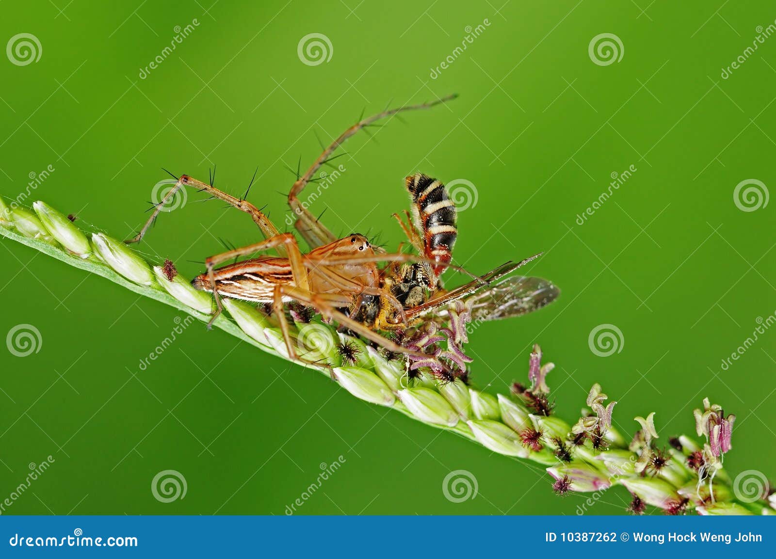 Lynx Spider Eating a Bee in the Park Stock Photo - Image of predator ...