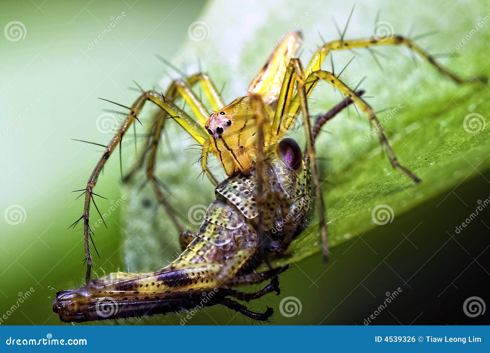 Grass spider predators - lopihosting