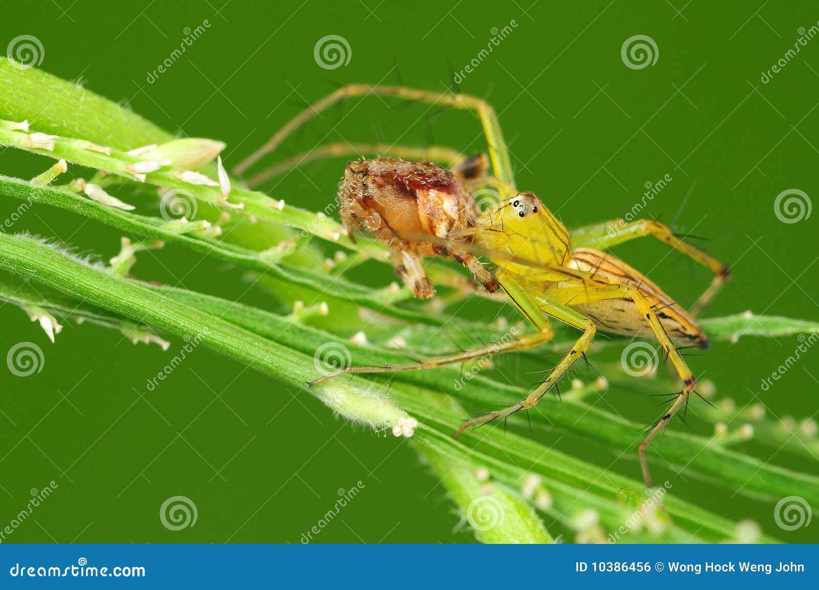 Lynx Spider Eating an Insect Stock Photo - Image of wilderness ...
