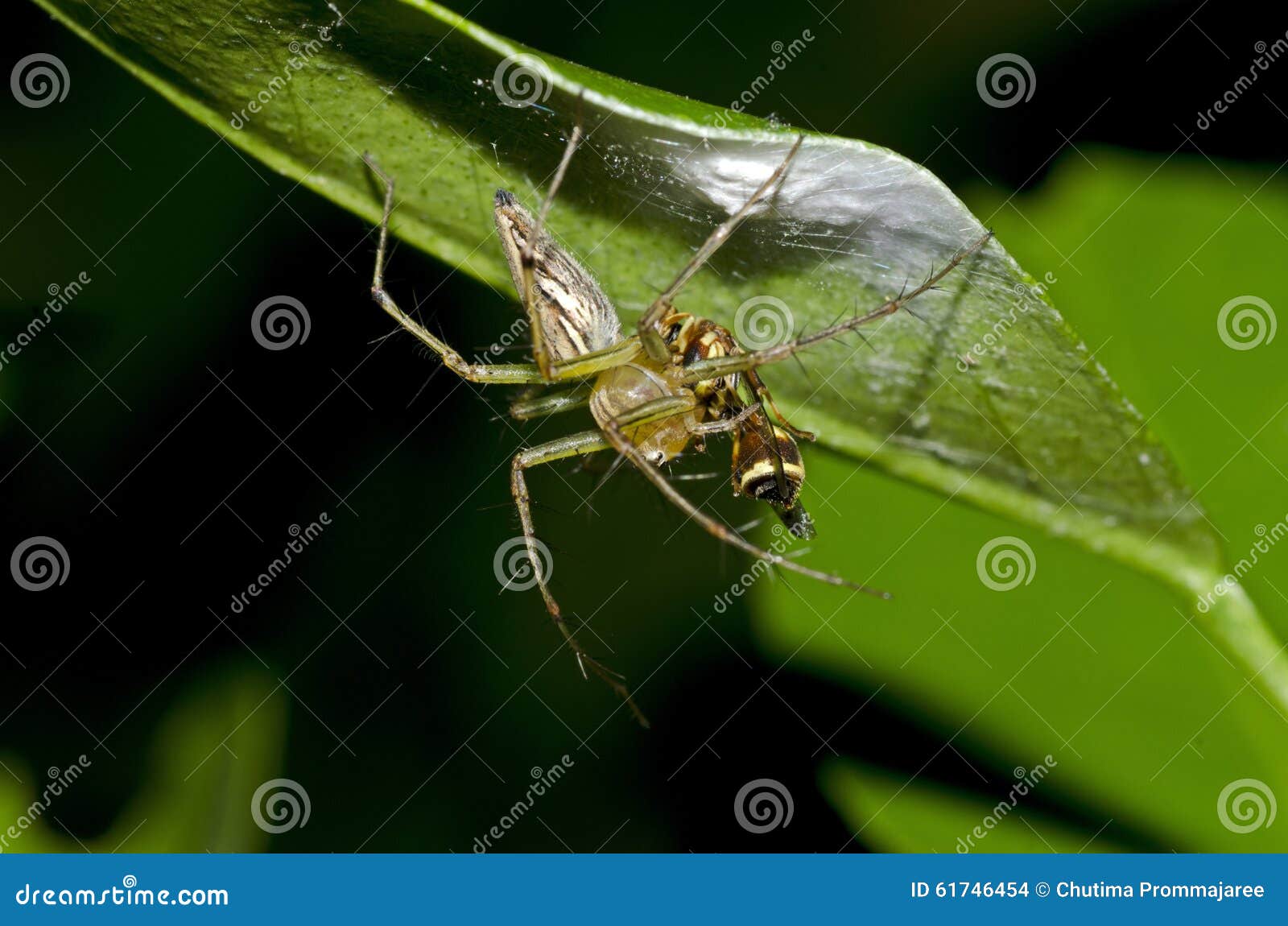 Lynx Spider stock photo. Image of jumping, close, arachnid - 61746454