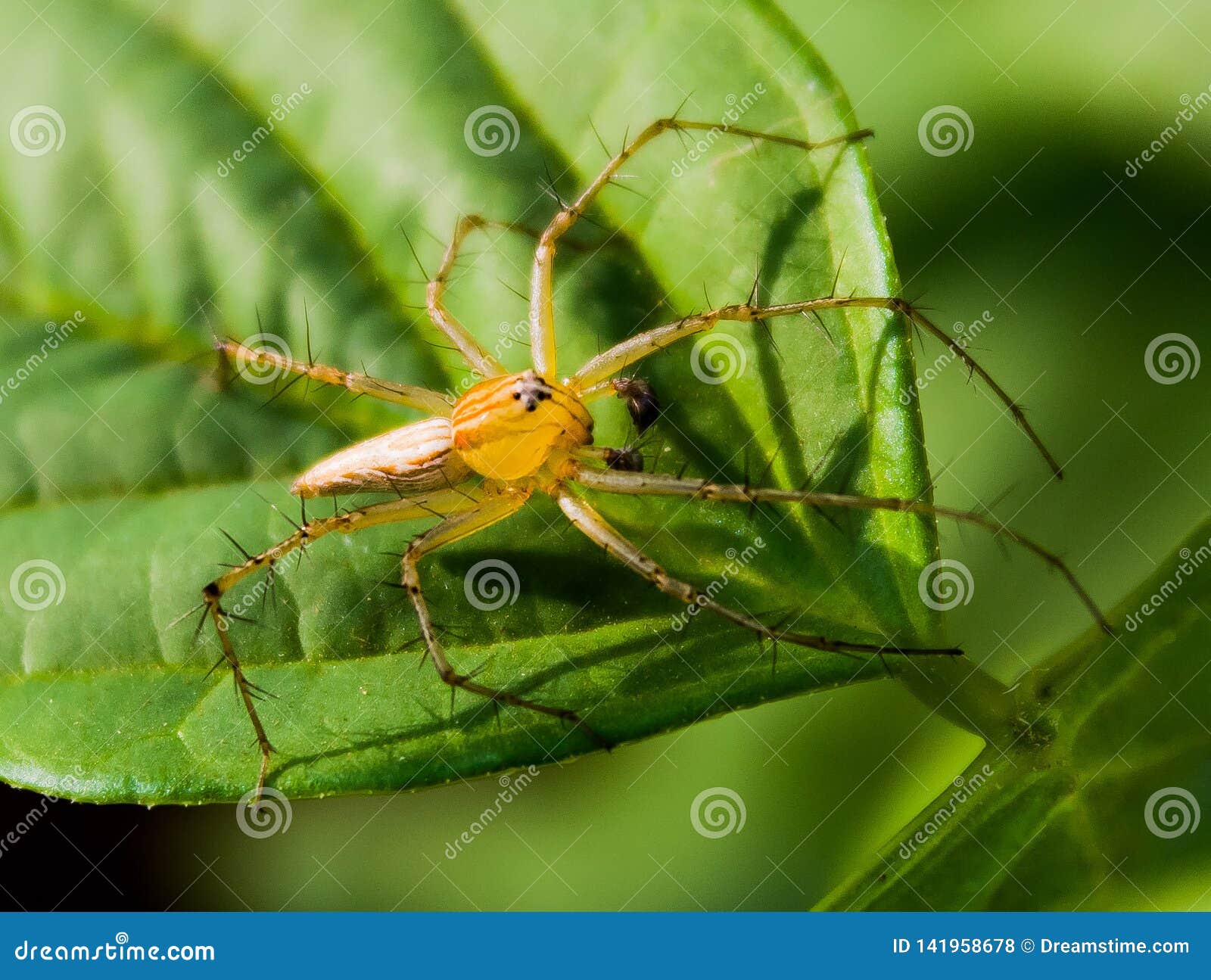 Lynx Spider stock photo. Image of insect, lynx, nature - 141958678