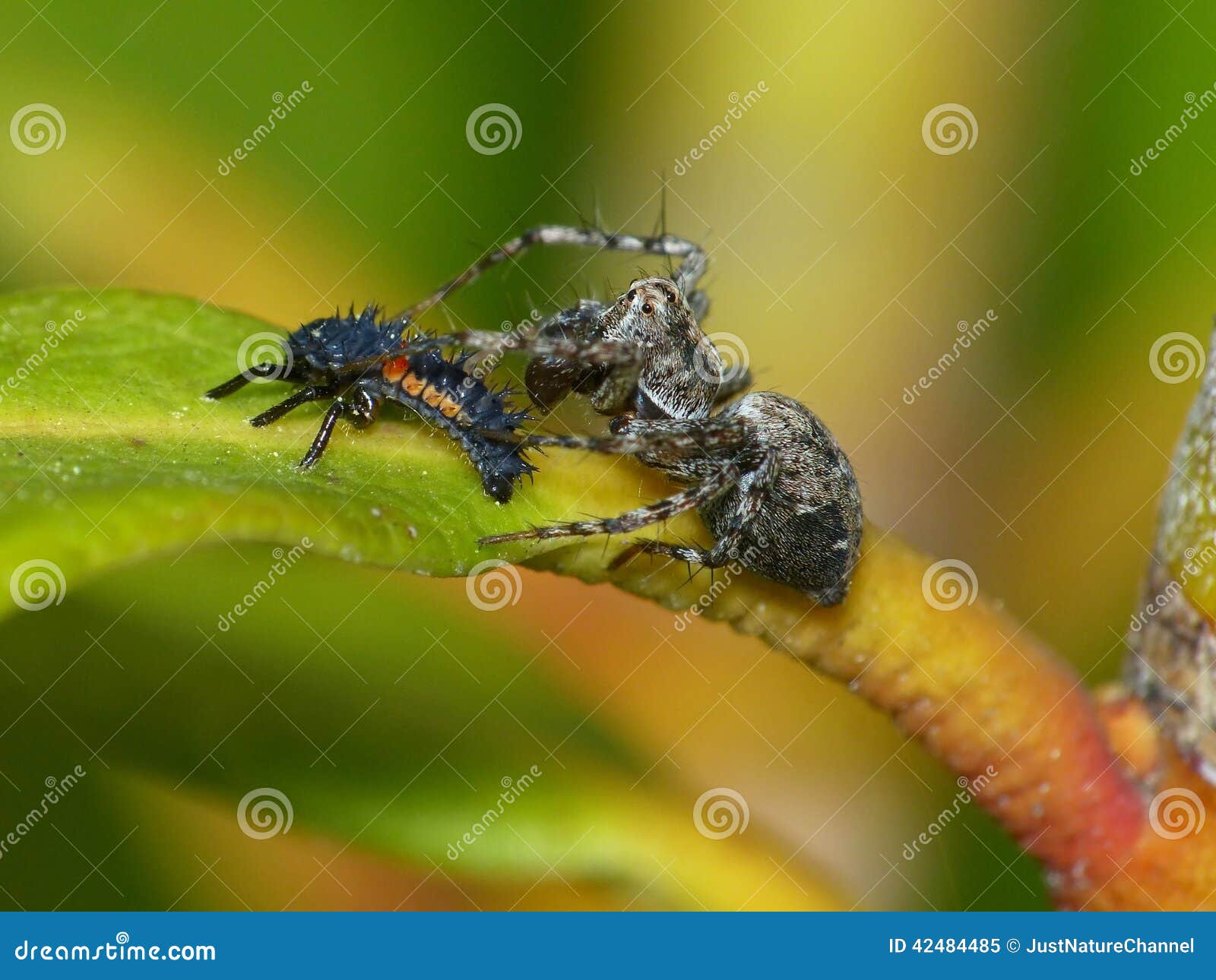 Ladybug Nymph Stock Photos - Download 57 Royalty Free Photos