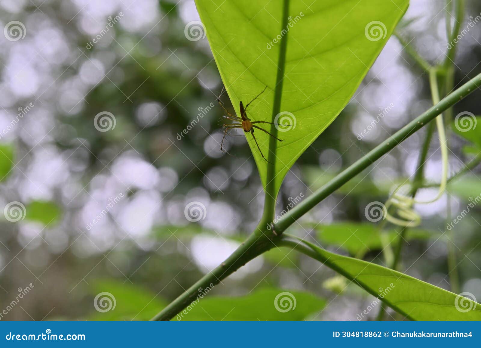 A Lynx Spider in Orange Color Sits on the Underside of a Green Leaf ...
