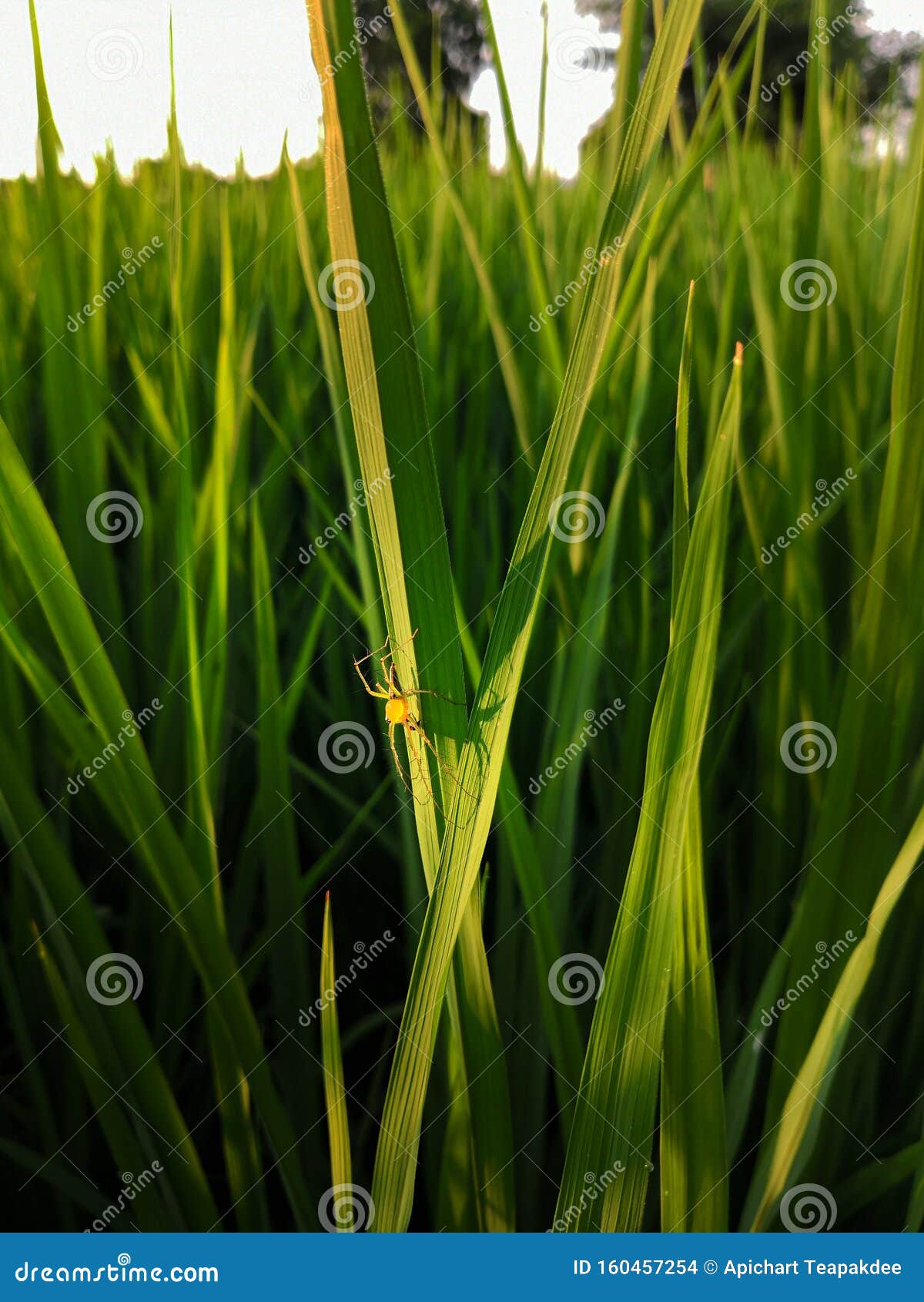 Lynx Spider Oxyopes Javanus Throll Stock Photo - Image of insect ...