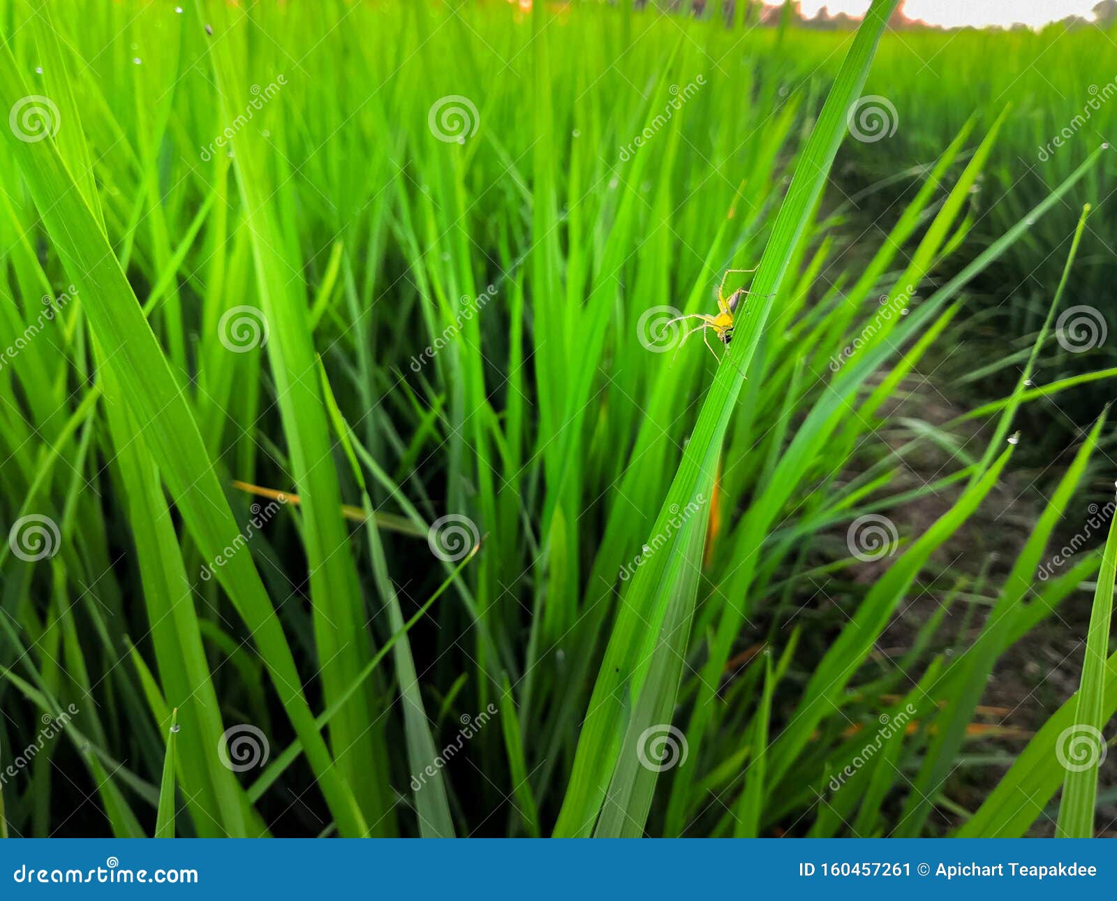 Lynx Spider Oxyopes Javanus Throll Stock Image - Image of outdoor ...