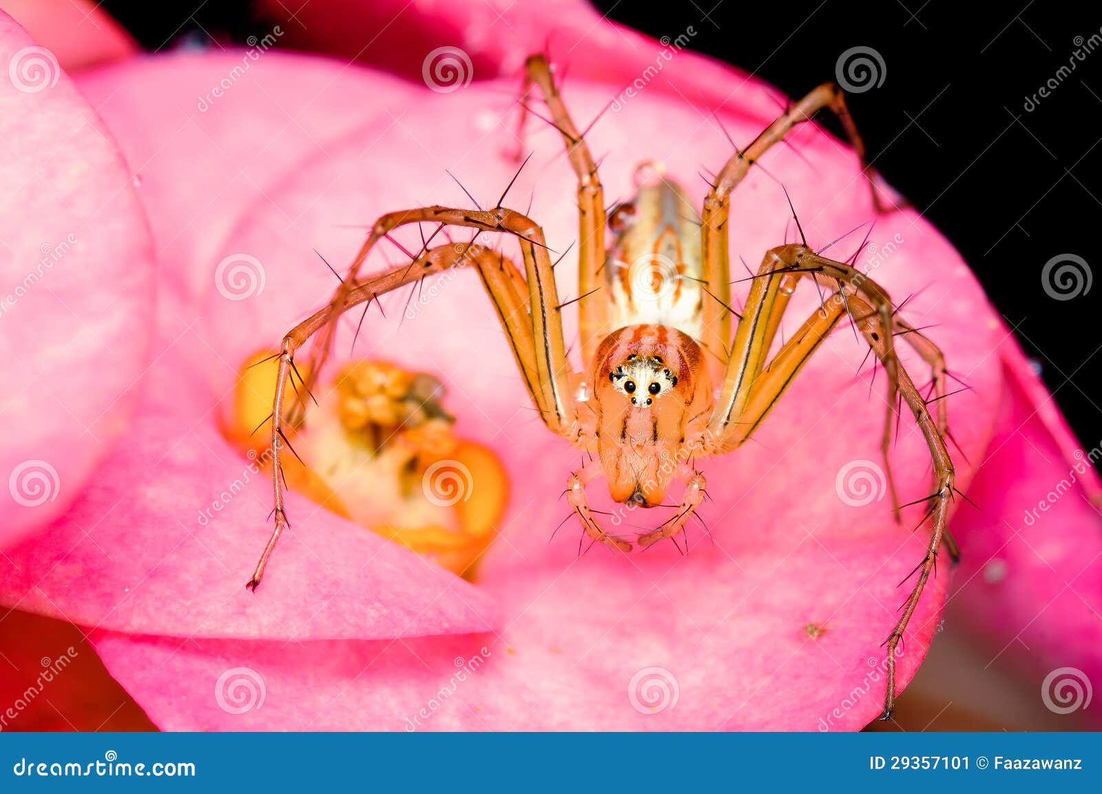 Lynx Spider on pink stock image. Image of macro, nature - 29357101