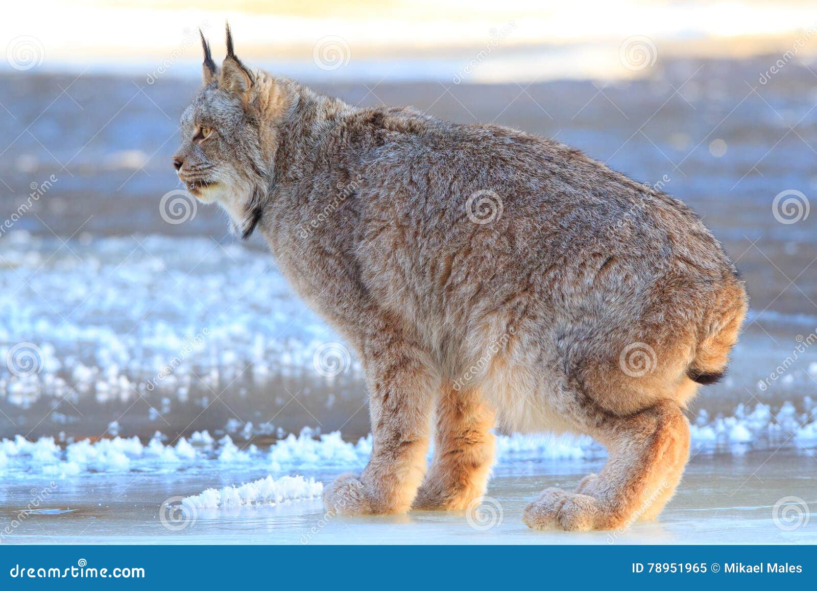 Lynx Standing on a Frozen River Stock Image - Image of gaze, face: 78951965