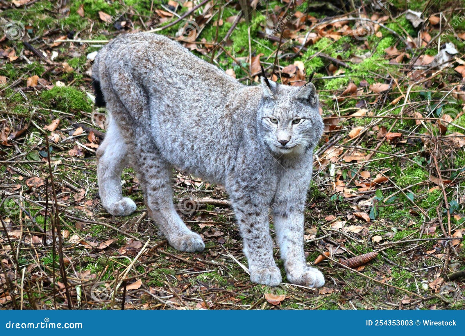 Lynx Standing on the Grass Alert Looking Around Stock Image - Image of ...