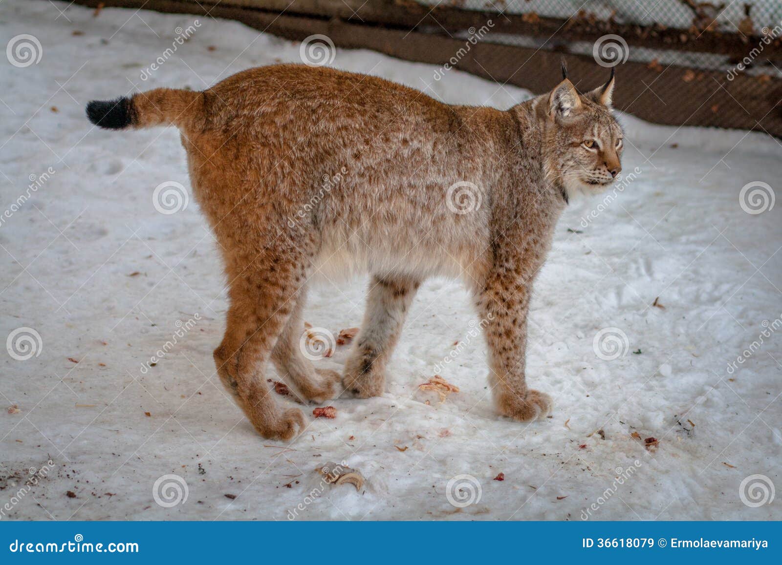 Lynx standing in the snow stock image. Image of cautious - 36618079