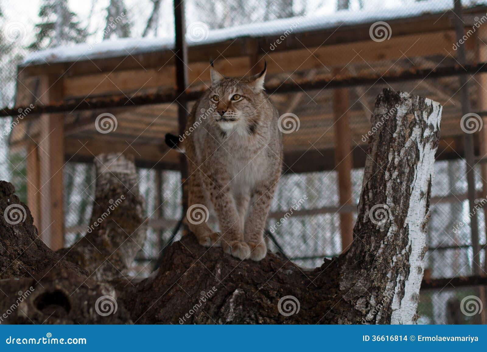 Lynx Standing on a Tree in Cage Stock Photo - Image of cage, forest ...