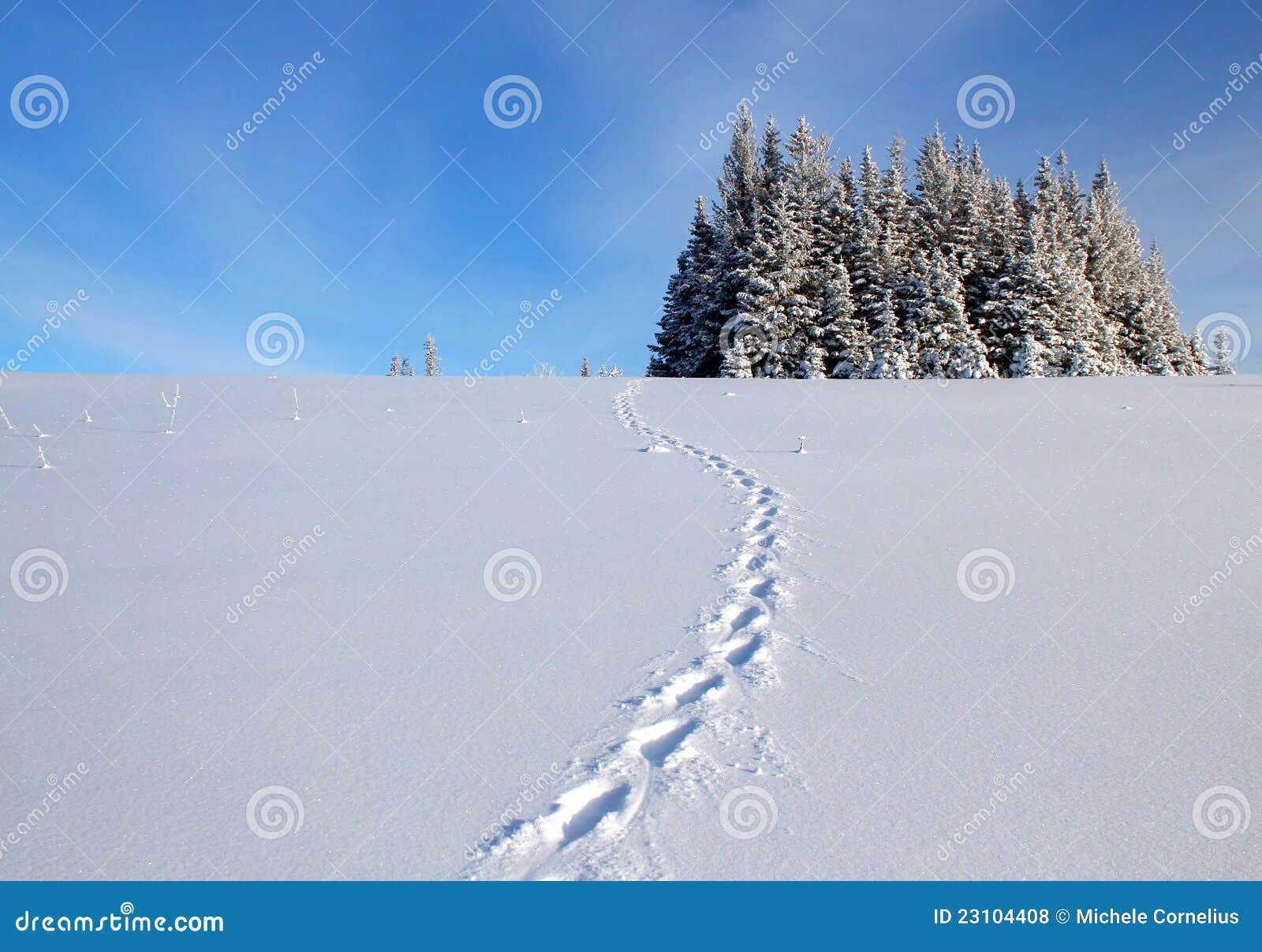 Lynx tracks in the snow stock photo. Image of grove, lynx - 23104408