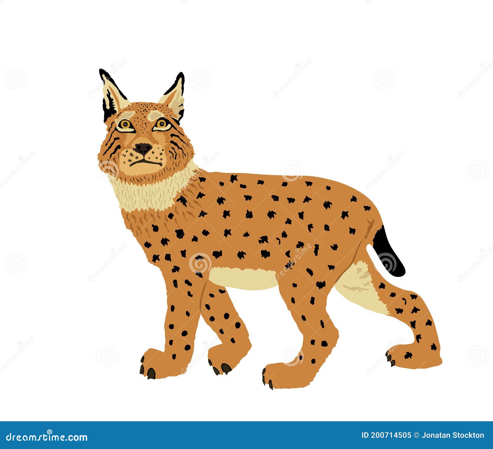 Lynx Vector Illustration Isolated on White Background. Bobcat Symbol ... Lynx Vector Illustration Isolated on White Background. Bobcat Symbol ...