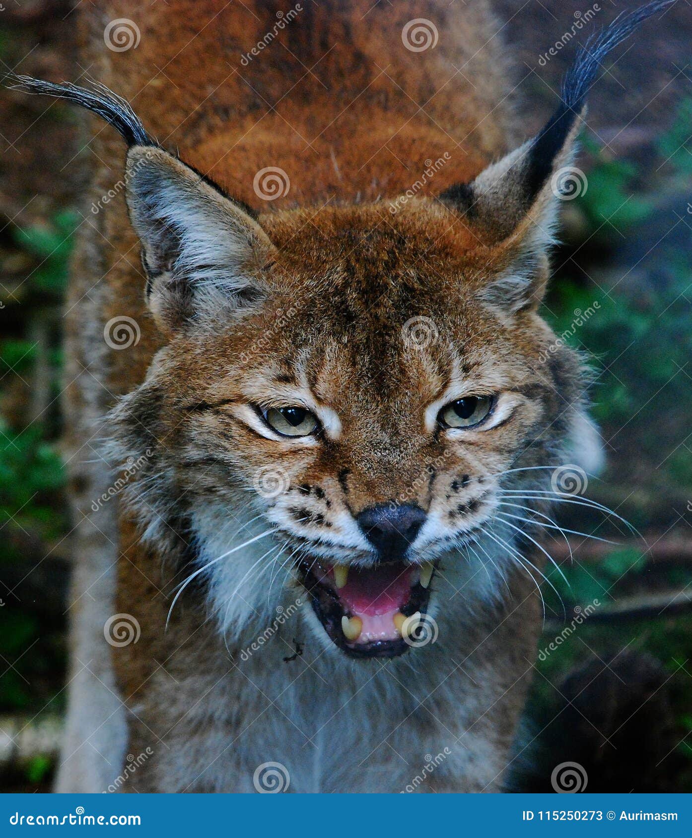 The lynx Lynx stock image. Image of wildlife, close - 115250273
