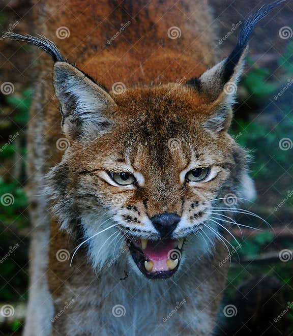 The lynx Lynx stock image. Image of wildlife, close - 115250273