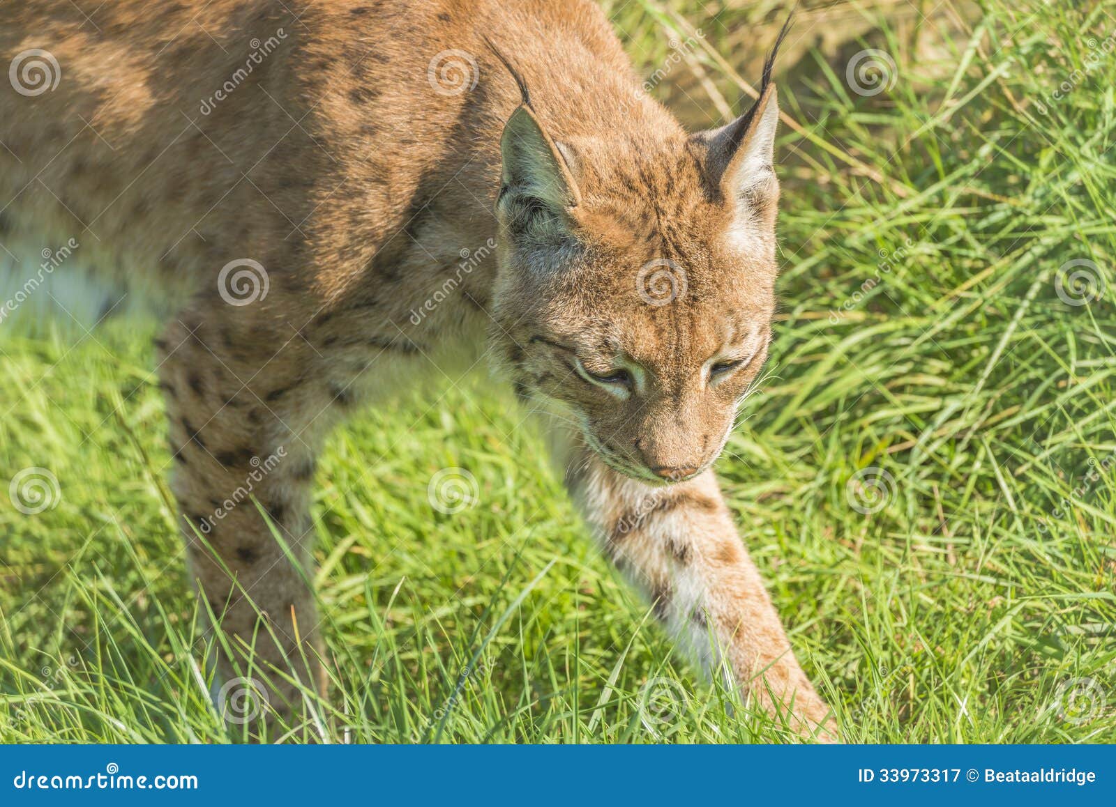 Lynx stock image. Image of beautiful, carnivore, coat - 33973317