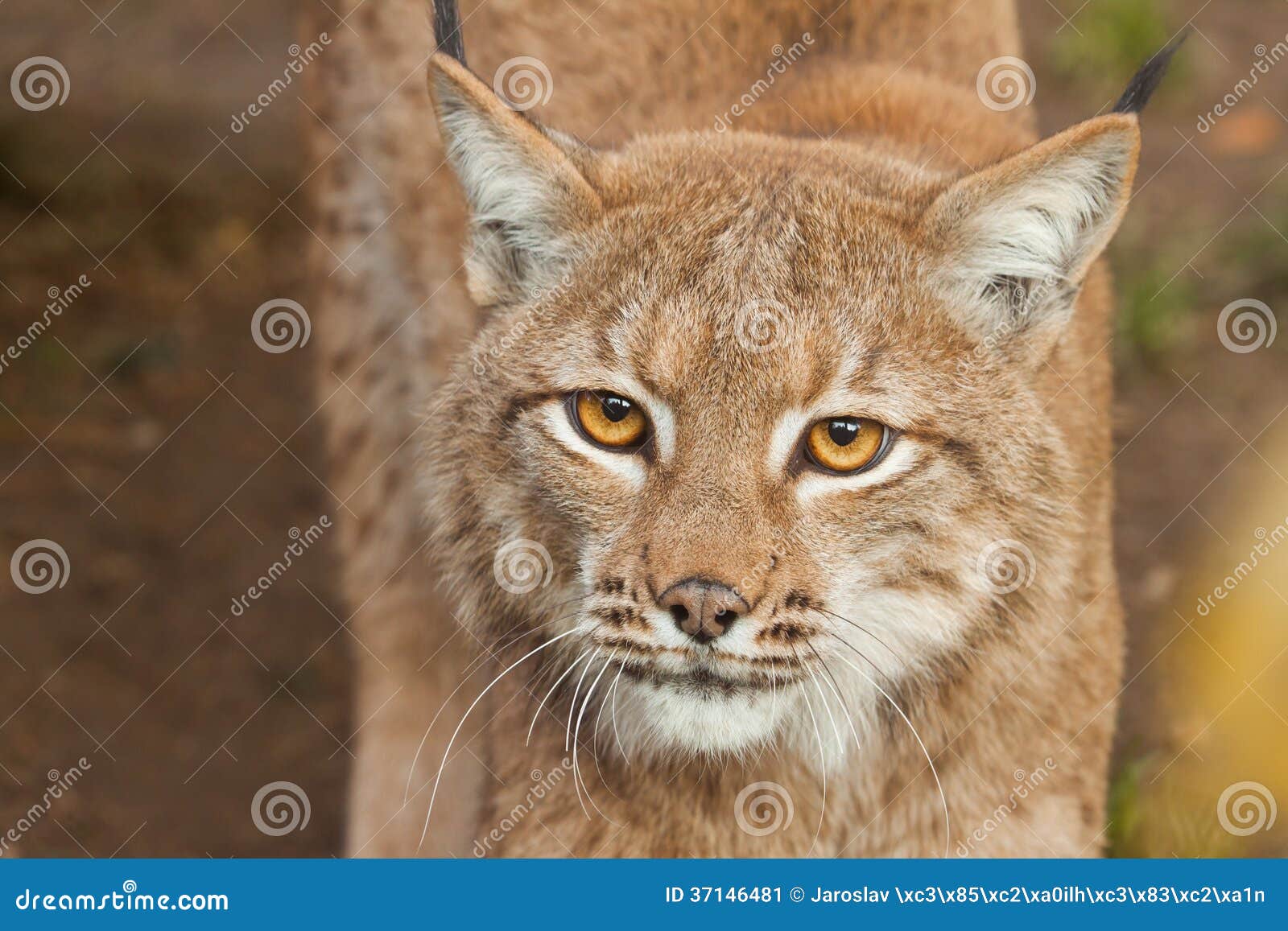 Lynx stock image. Image of hunter, endangered, green - 37146481