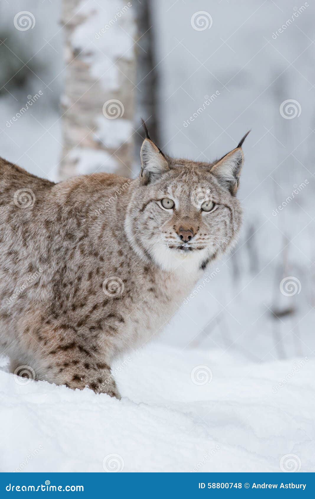 Lynx Wild Cat stock photo. Image of dangerous, brown - 58800748