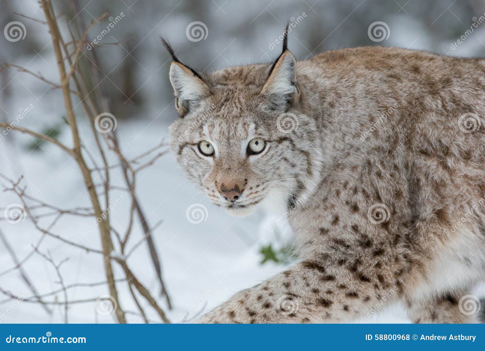 Lynx Wilde Kat stock foto. Image of vleesetend, roofzuchtig - 58800968