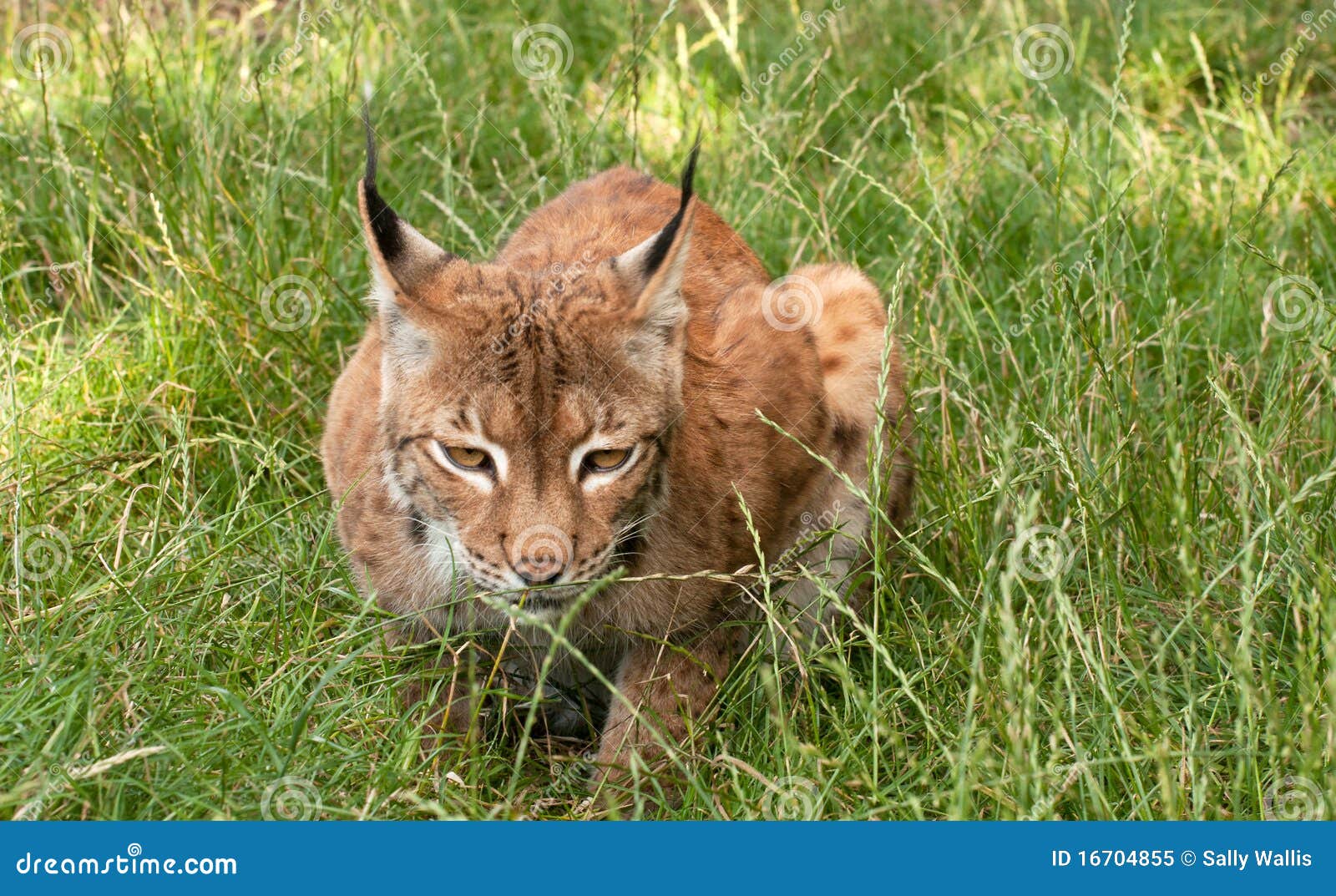 Lynx, Wilde Kat, Die De Camera Let Op Stock Afbeelding - Image of ...