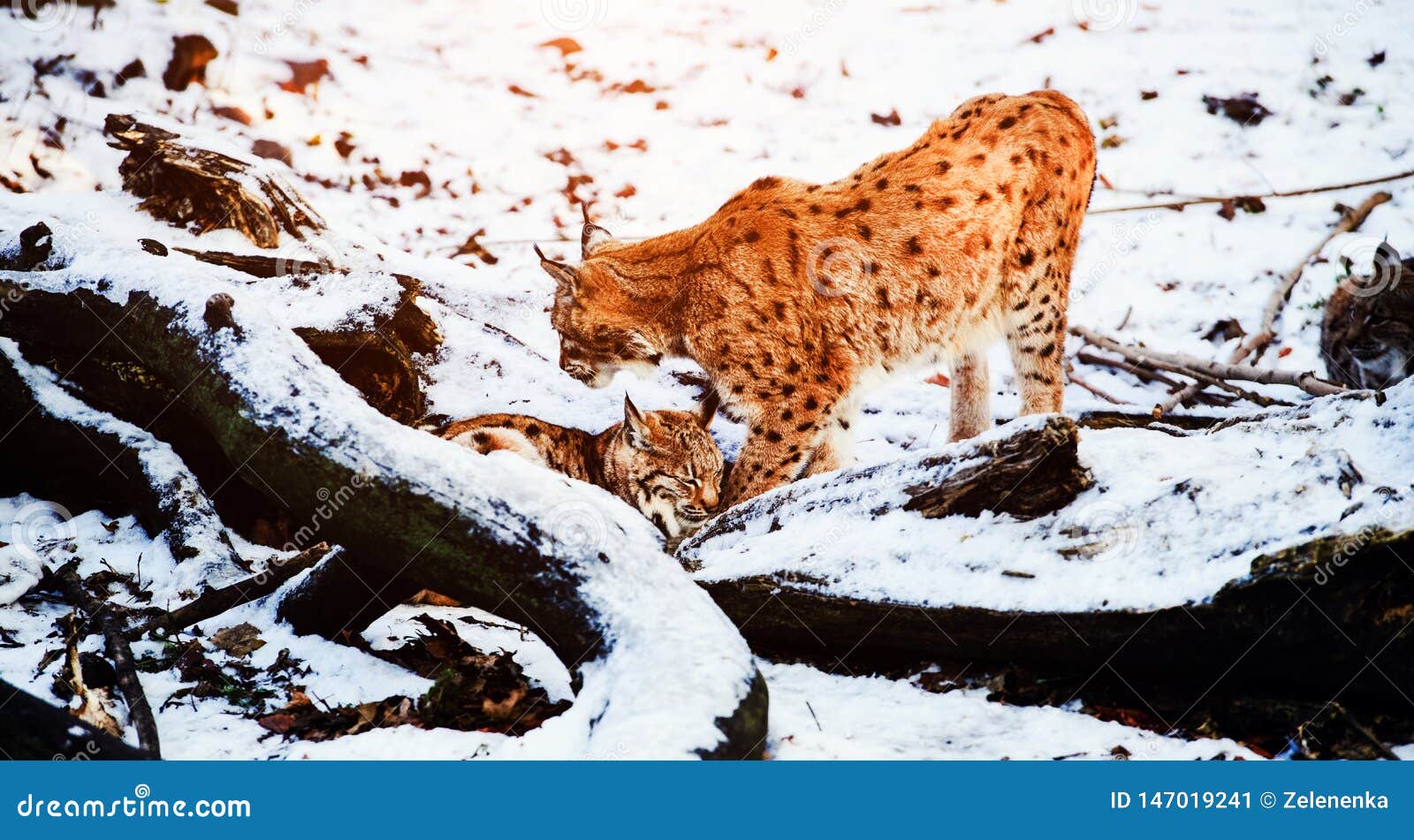 Lynx in winter stock image. Image of canadian, arctic - 147019241