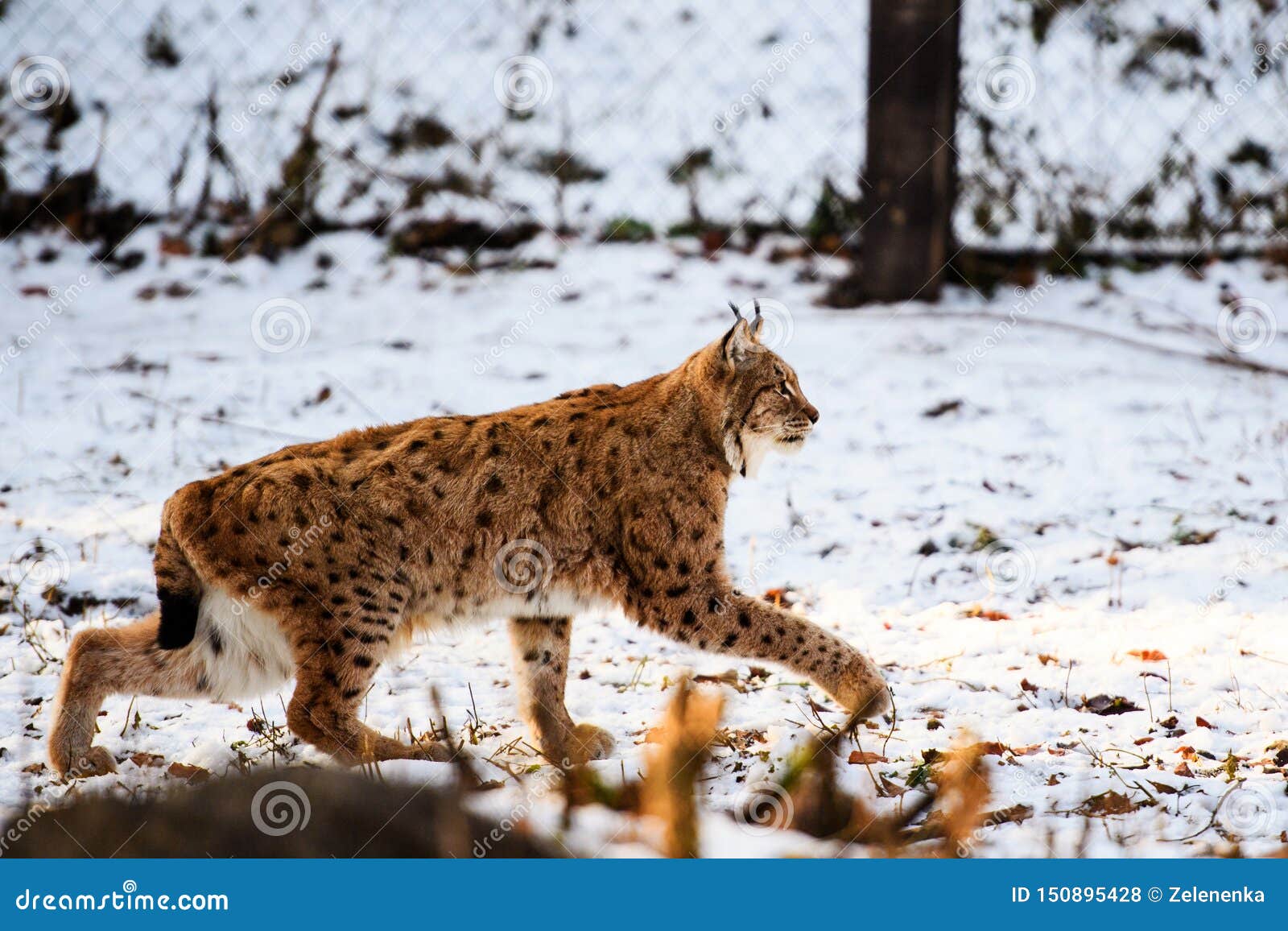 Lynx in winter stock photo. Image of isolated, forest - 150895428
