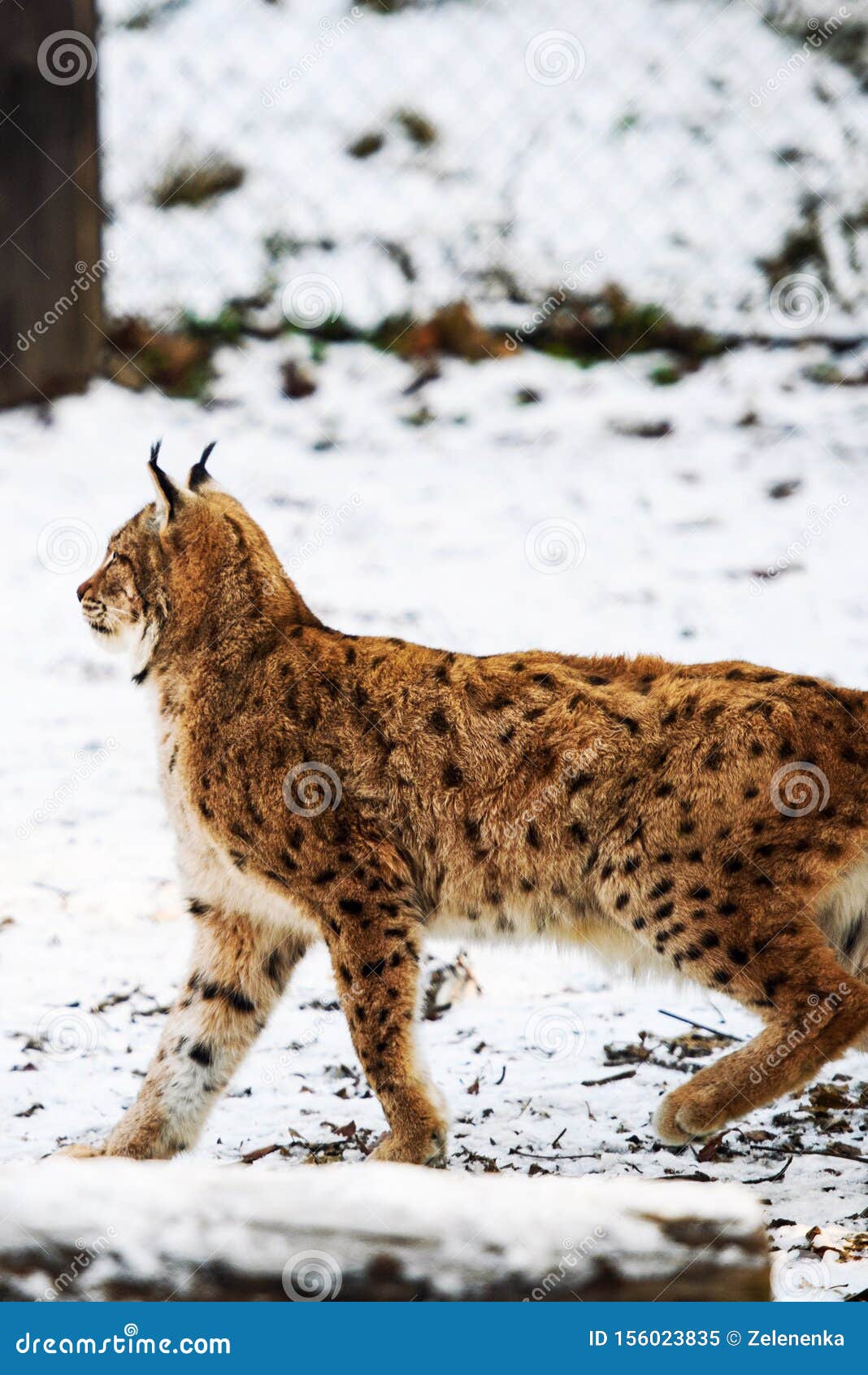Lynx in winter stock image. Image of animal, close, norway - 156023835
