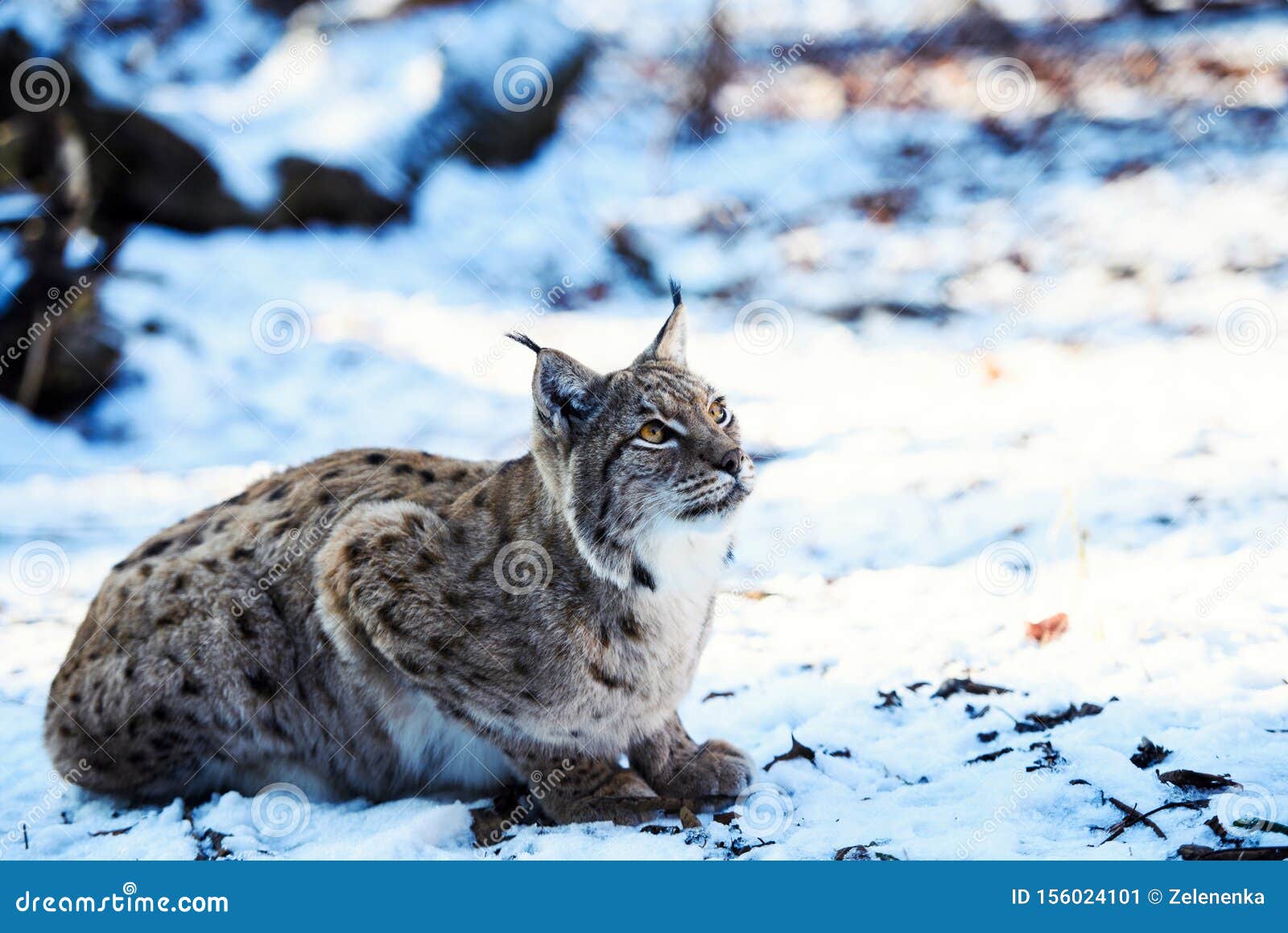 Lynx in winter stock image. Image of cute, eurasian - 156024101