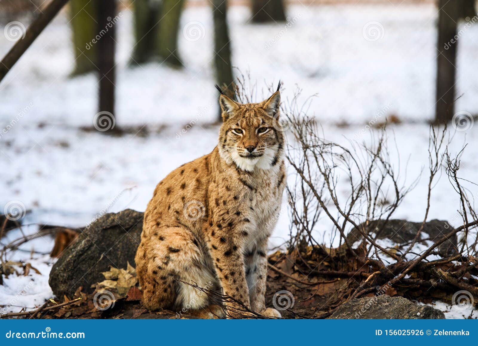 Lynx in winter stock photo. Image of portrait, cold - 156025926