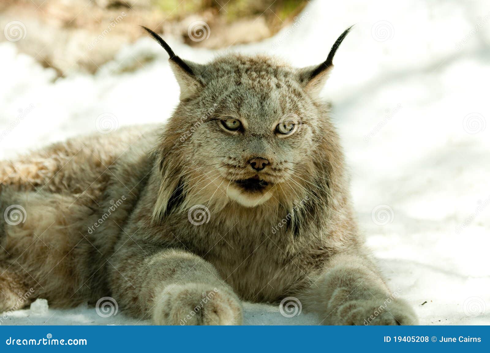 Lynx in winter stock photo. Image of snow, green, eyes - 19405208