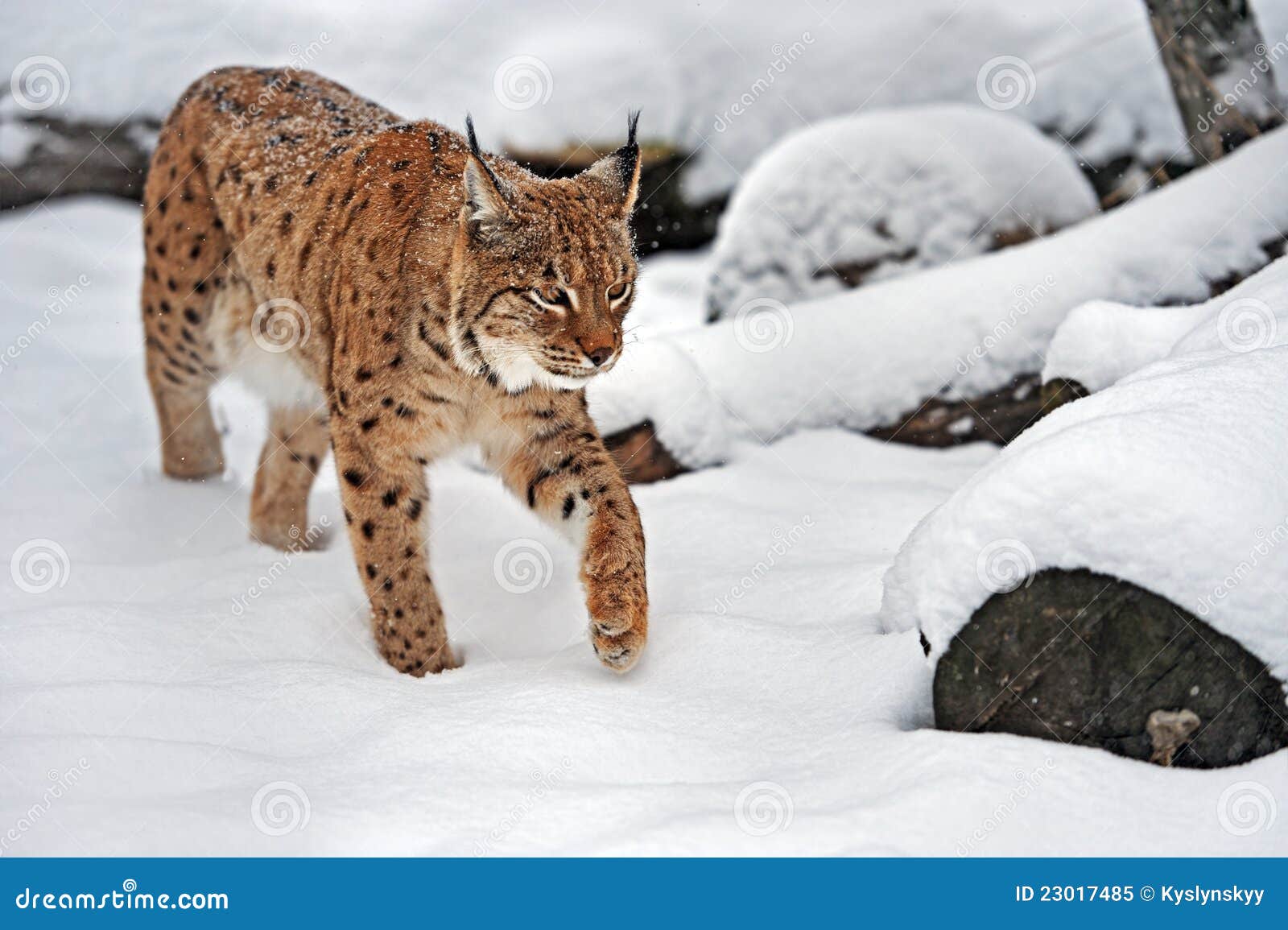 Lynx in winter stock image. Image of gaze, nature, stare - 23017485