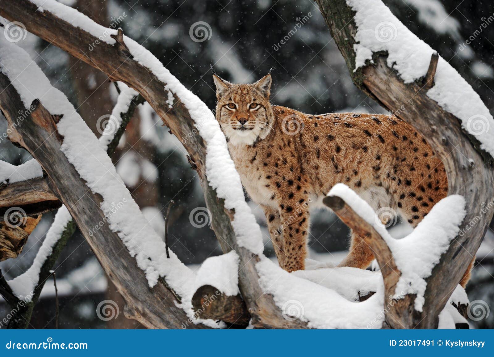 Lynx in winter stock image. Image of danger, north, felis - 23017491