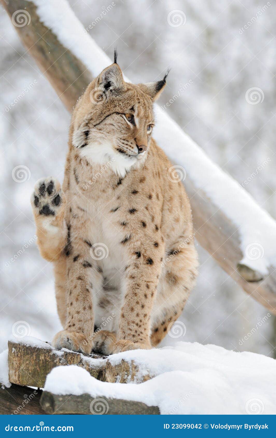 Lynx in winter stock photo. Image of stalk, beautiful - 23099042