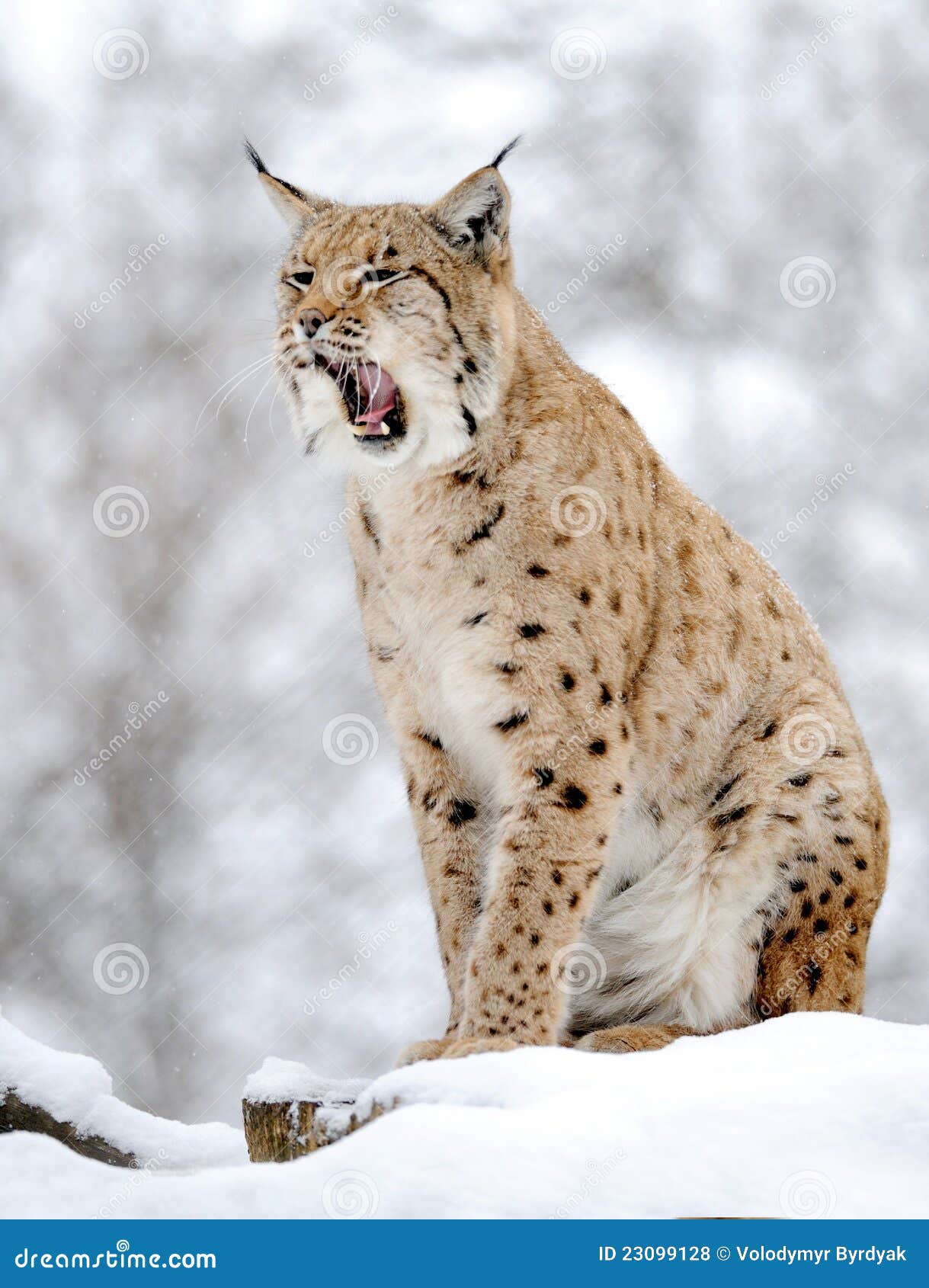 Lynx in winter stock photo. Image of close, lynx, animal - 23099128