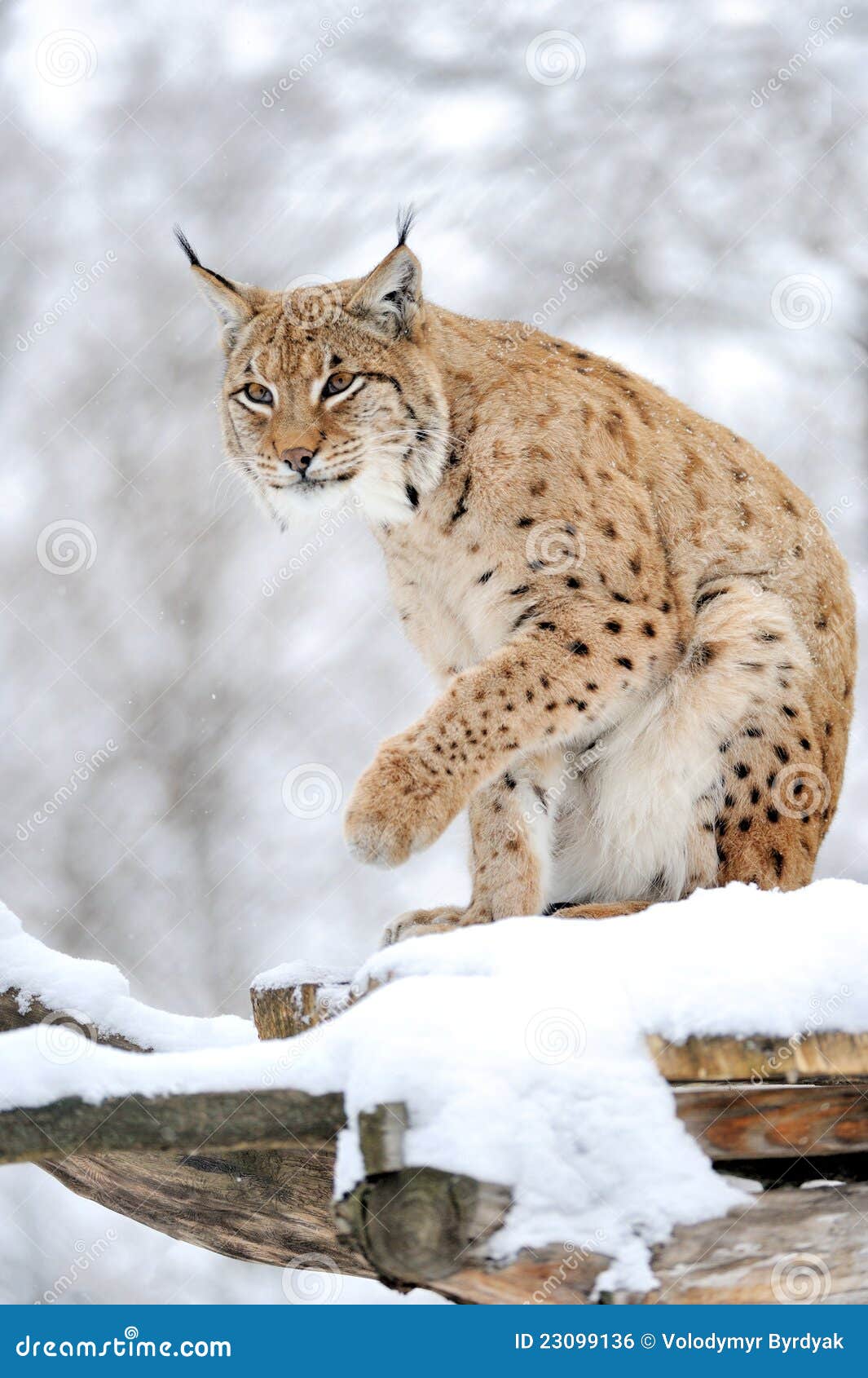 Lynx in winter stock photo. Image of portrait, nature - 23099136