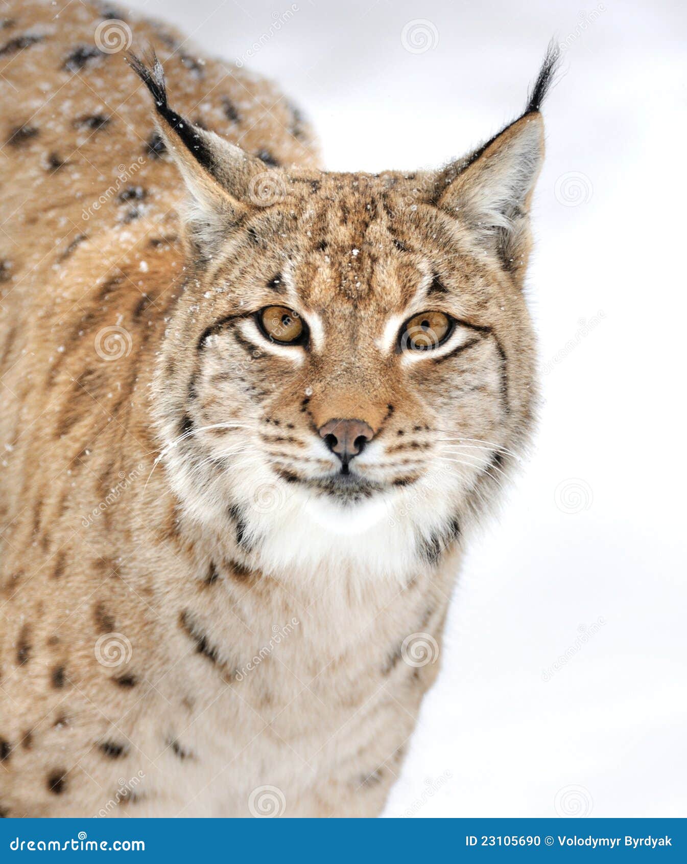 Lynx in winter stock photo. Image of fierce, portrait - 23105690