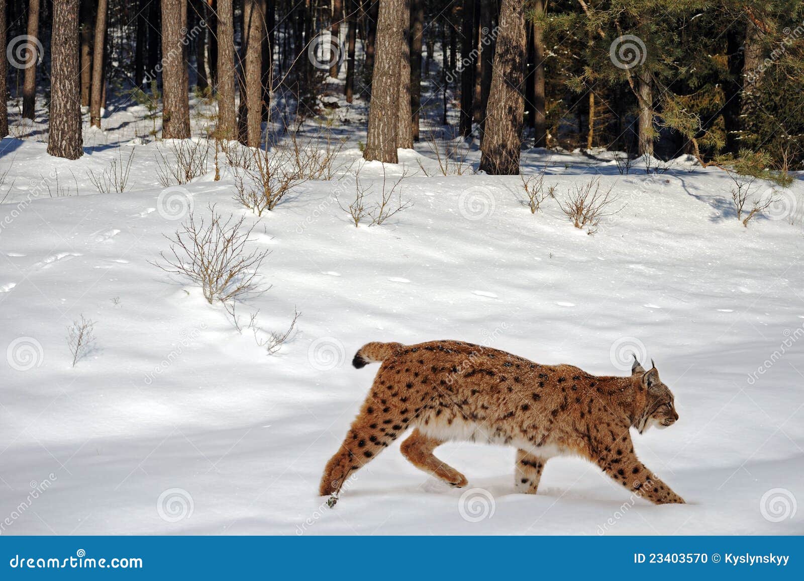 Lynx in winter stock photo. Image of cold, animal, sleet - 23403570