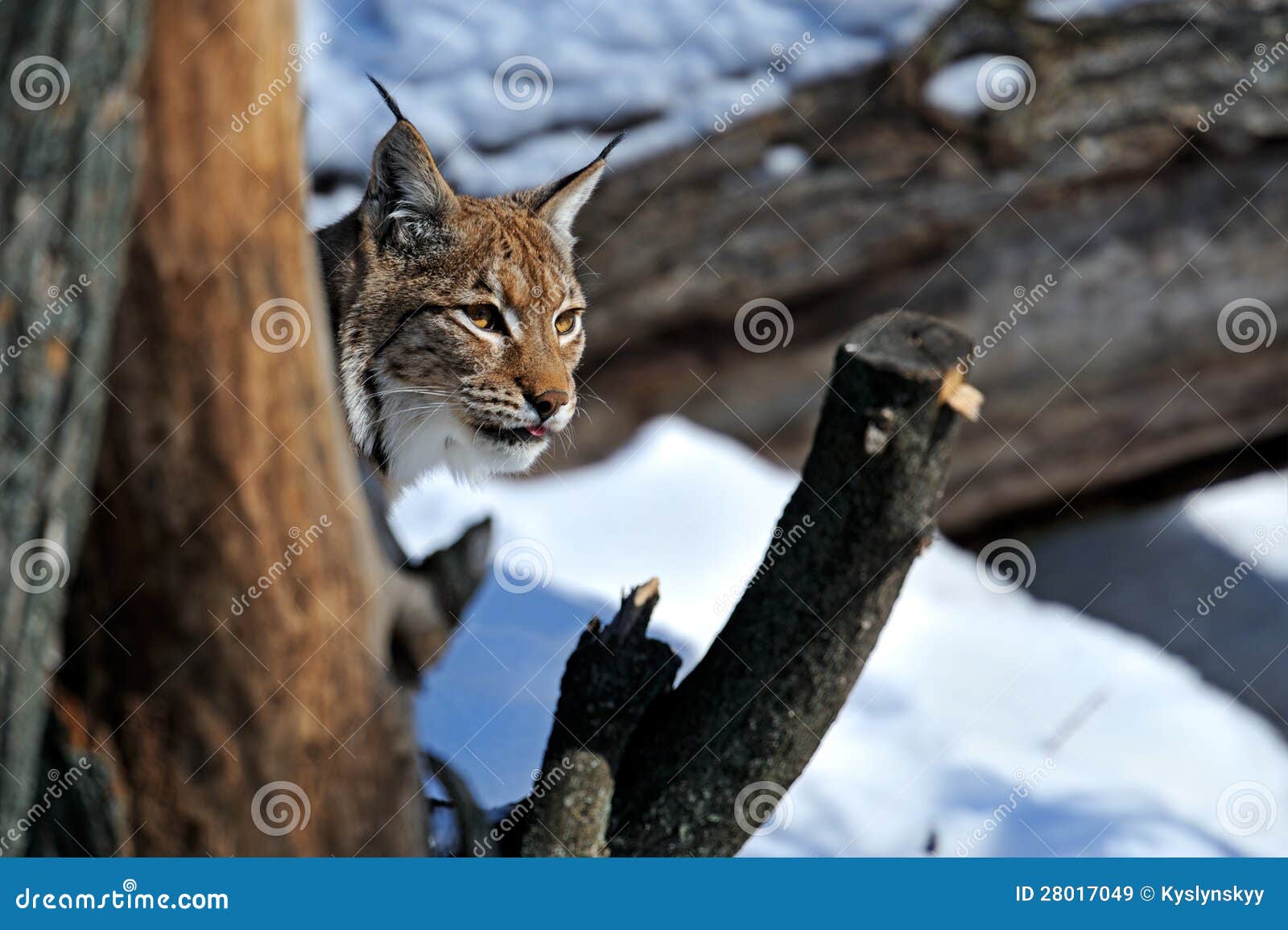 Lynx in winter stock image. Image of habitat, lynx, wild - 28017049