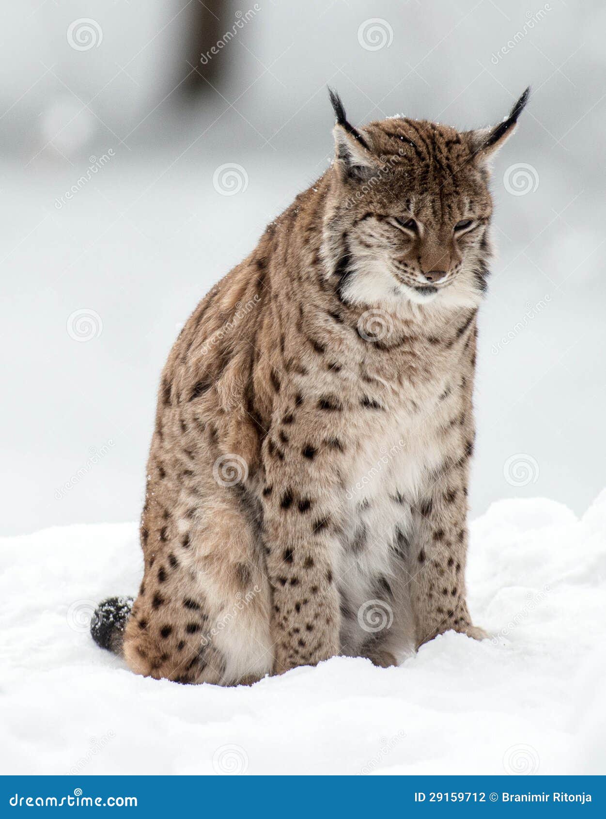 Lynx in winter stock photo. Image of coat, nature, feral - 29159712