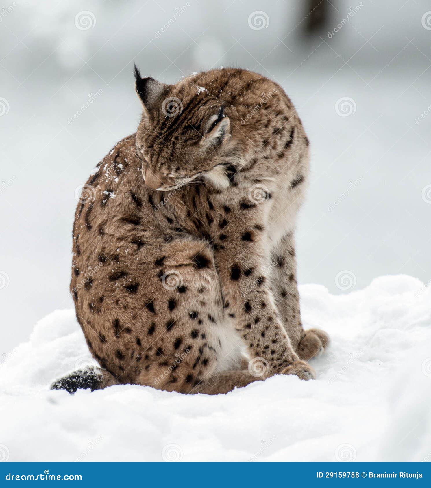 Lynx in winter stock photo. Image of tree, coat, stroll - 29159788