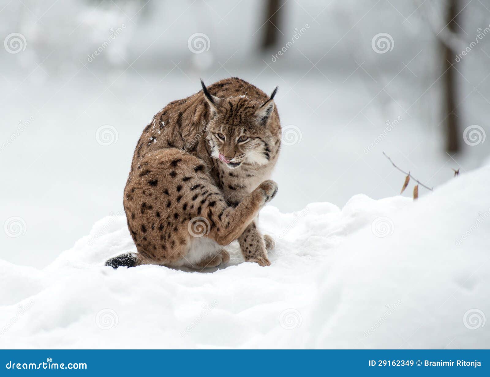 Lynx in winter stock image. Image of close, sleet, habitat - 29162349