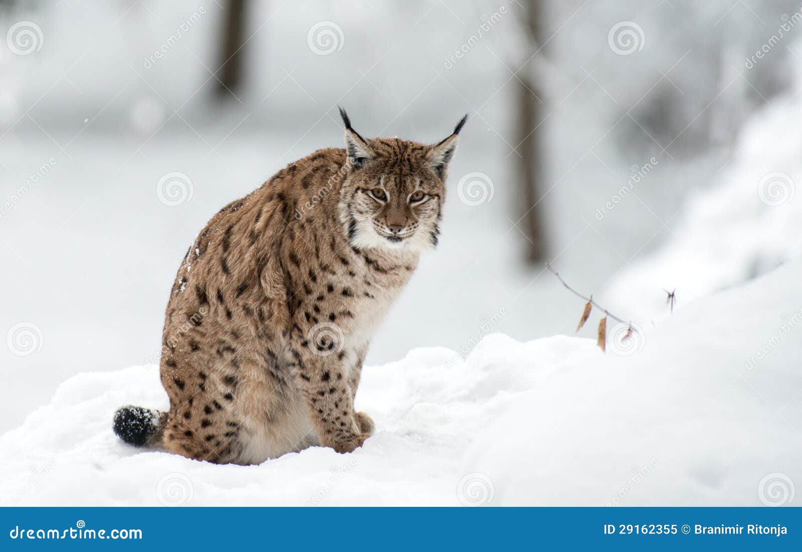 Lynx in winter stock image. Image of nature, north, fierce - 29162355