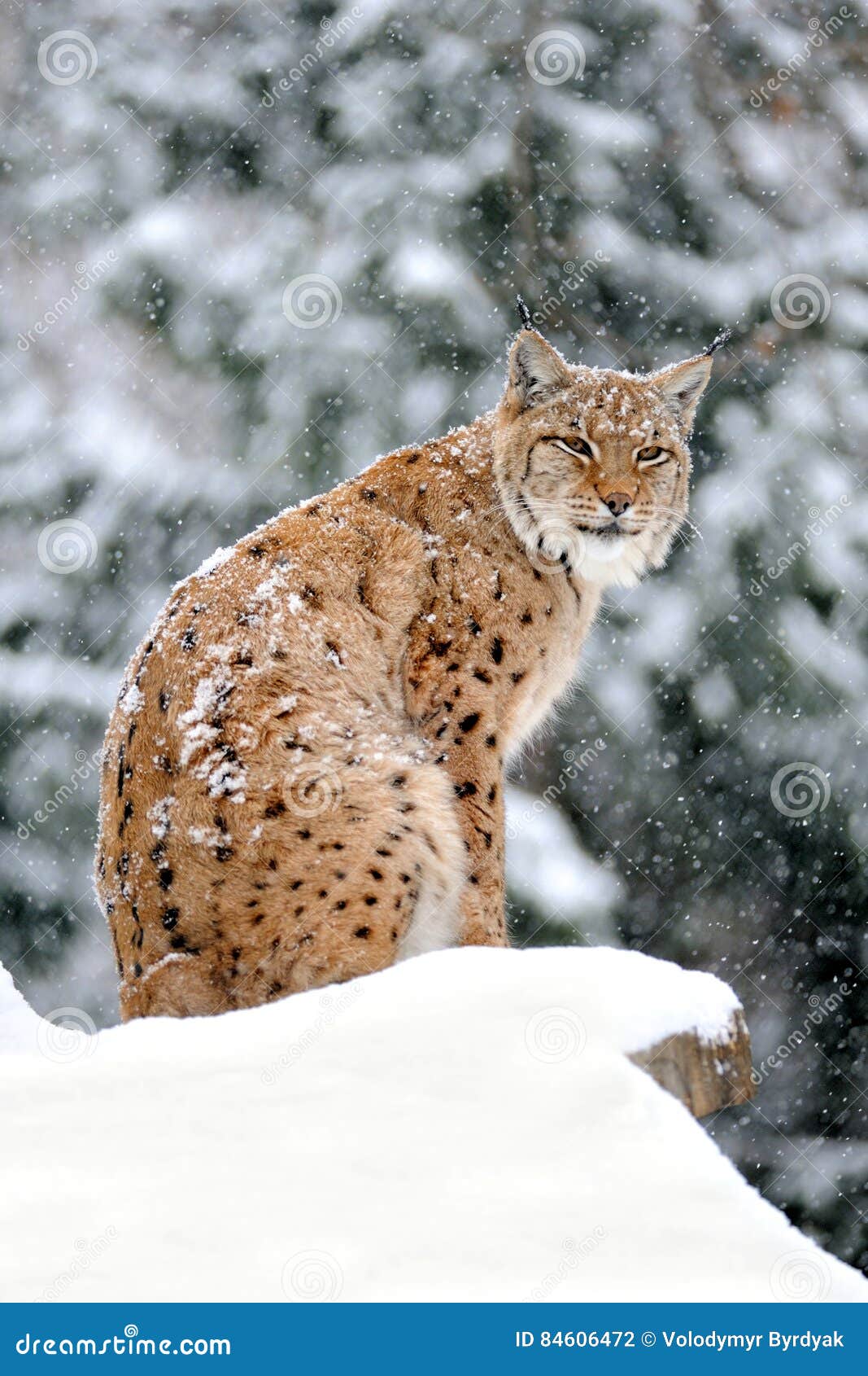 Lynx in winter stock photo. Image of lynx, carnivorous - 84606472