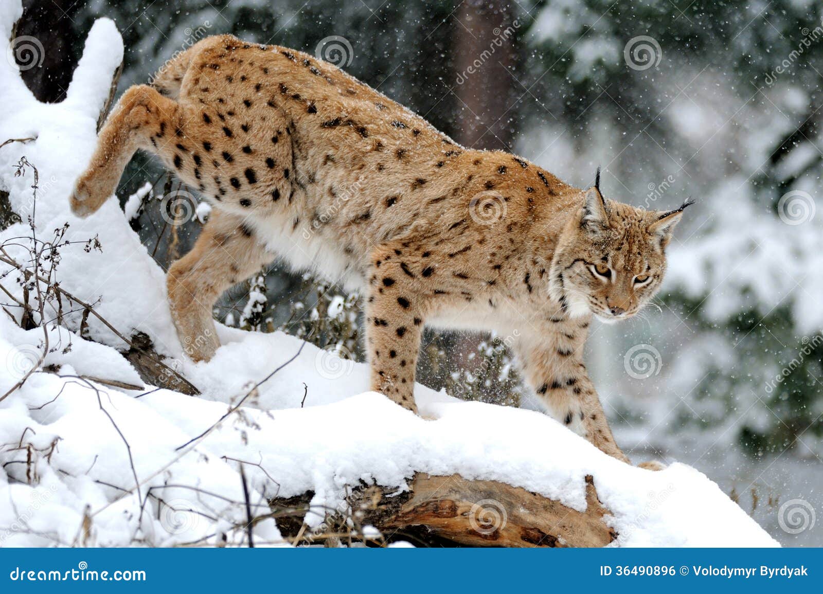 Lynx in winter stock photo. Image of feral, north, trot - 36490896