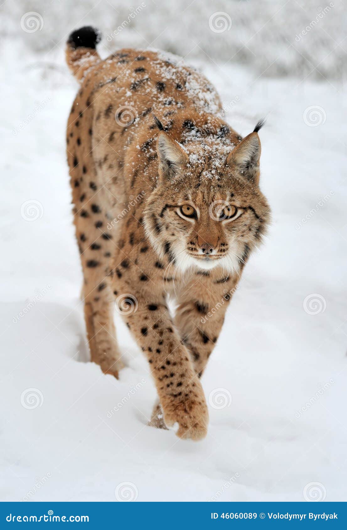 Lynx in winter stock image. Image of eurasian, nature - 46060089
