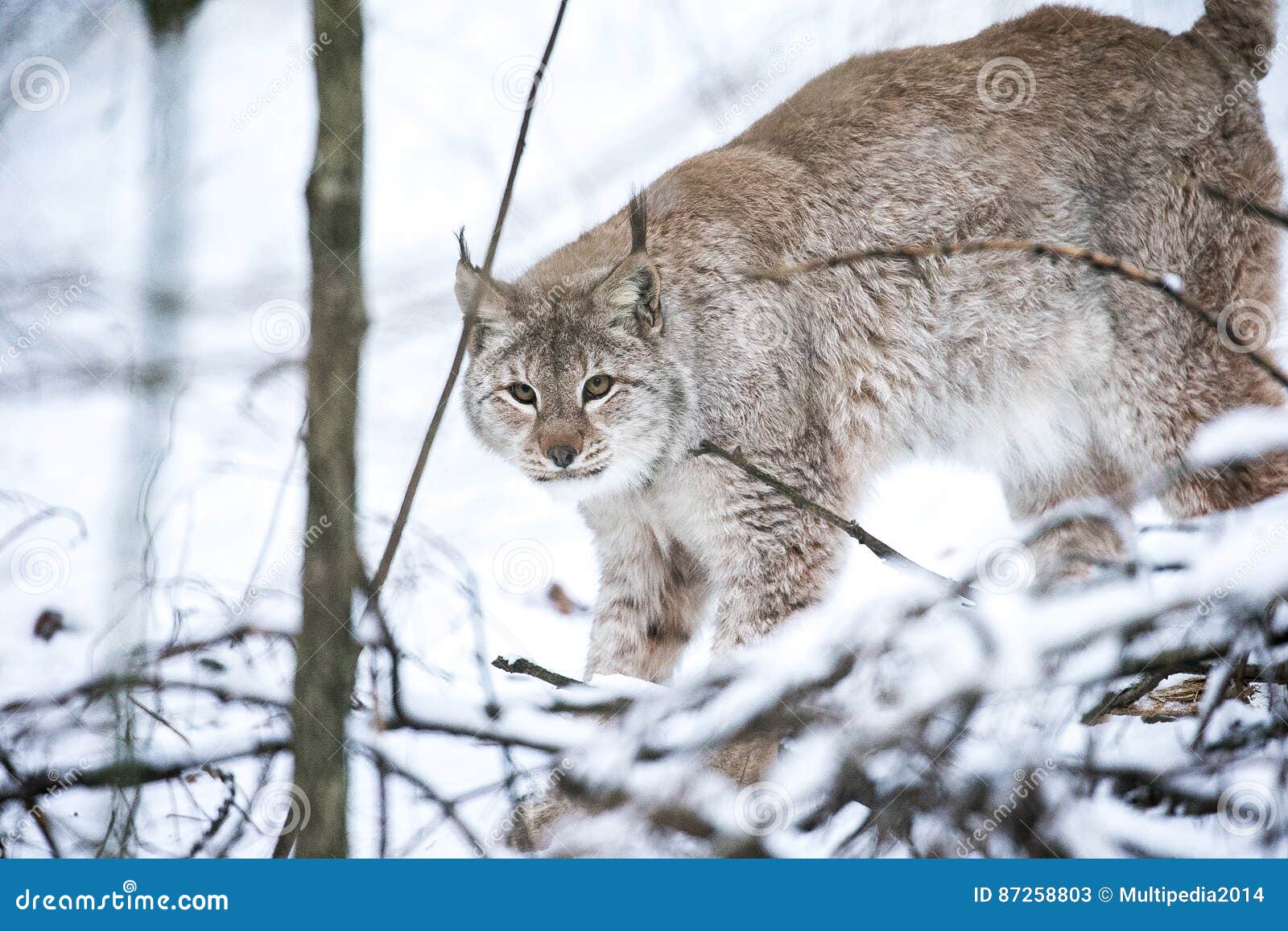 Lynx in a Winter Forest stock image. Image of tree, coat - 87258803