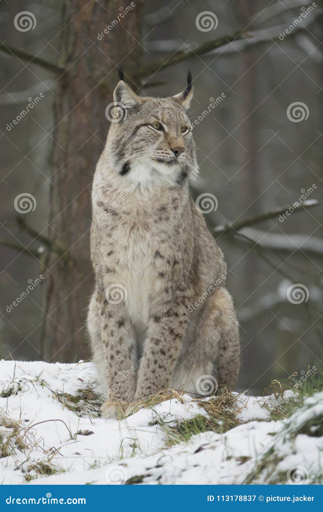 Lynx in winter forest stock image. Image of habitat - 113178837